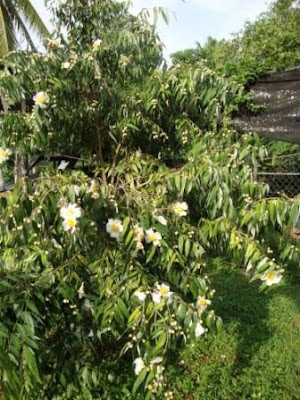 Dream into Reality: The Na tree in bloom in front of my home