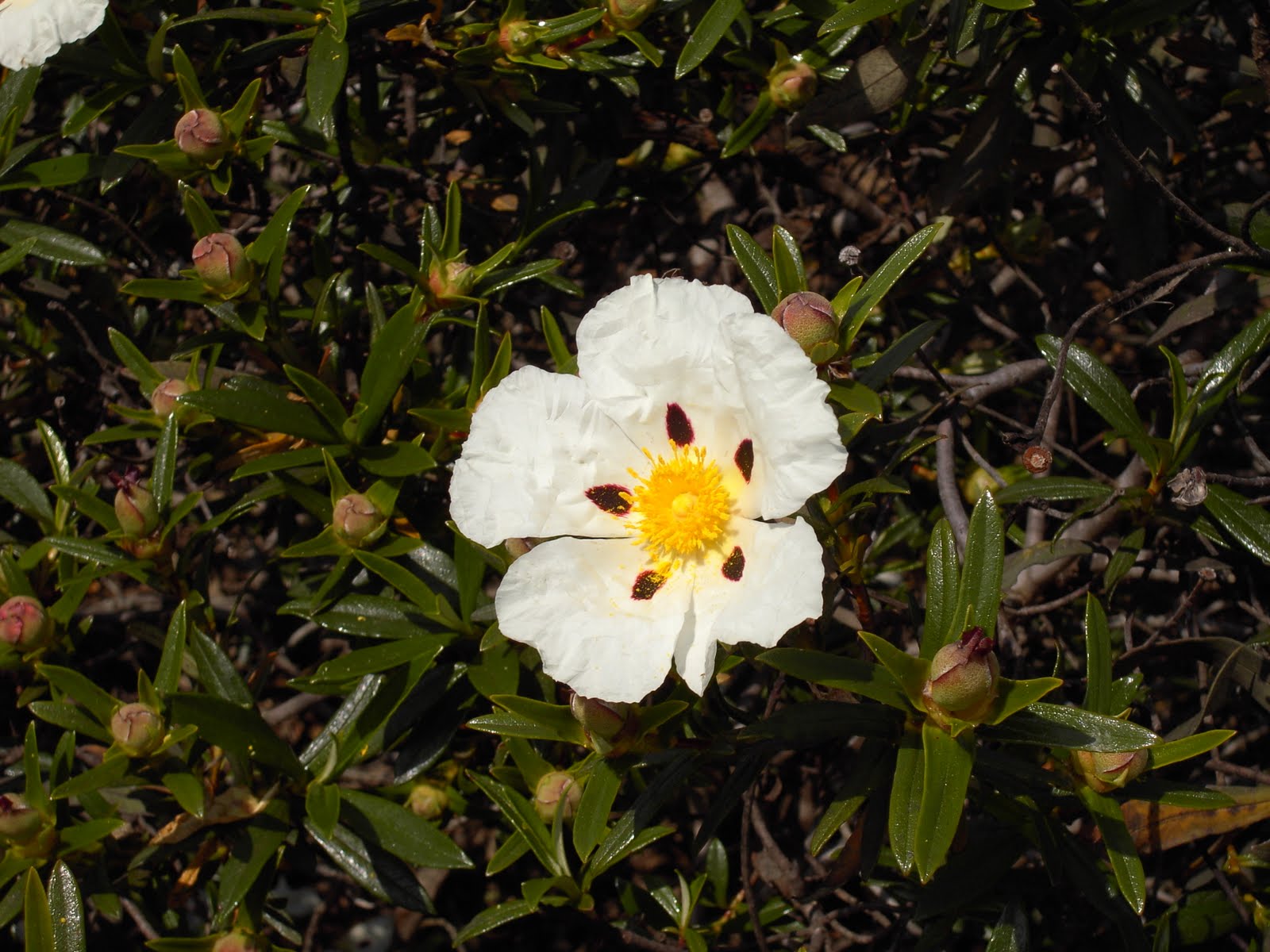 As Estações do Ano: Estevas em flor no início da Primavera?!