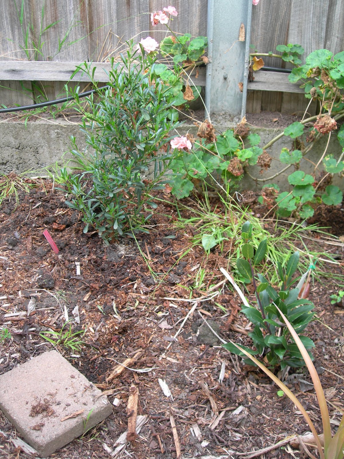 Polystyrene Garden Junkie: Easter Weekend Gardening Part 1: the front yard