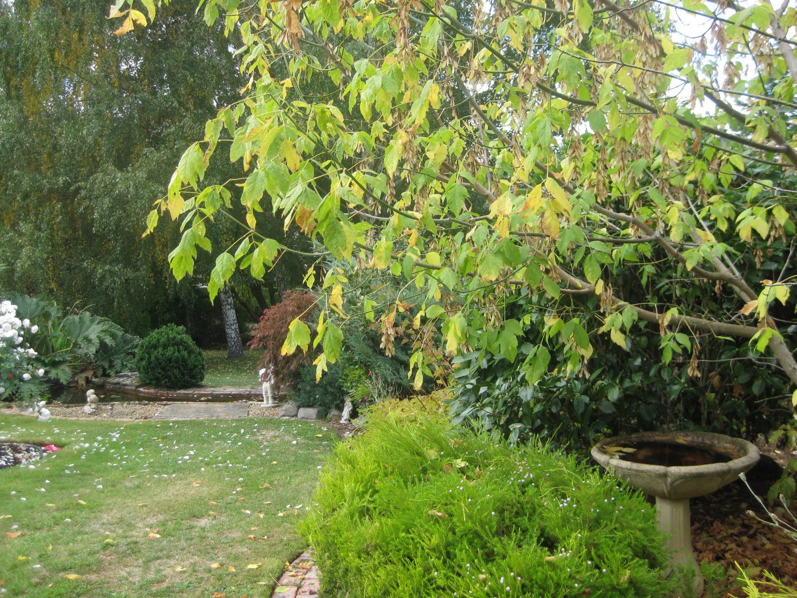 Polystyrene Garden Junkie: Open Garden Scheme: Two Tasmanian Gardens