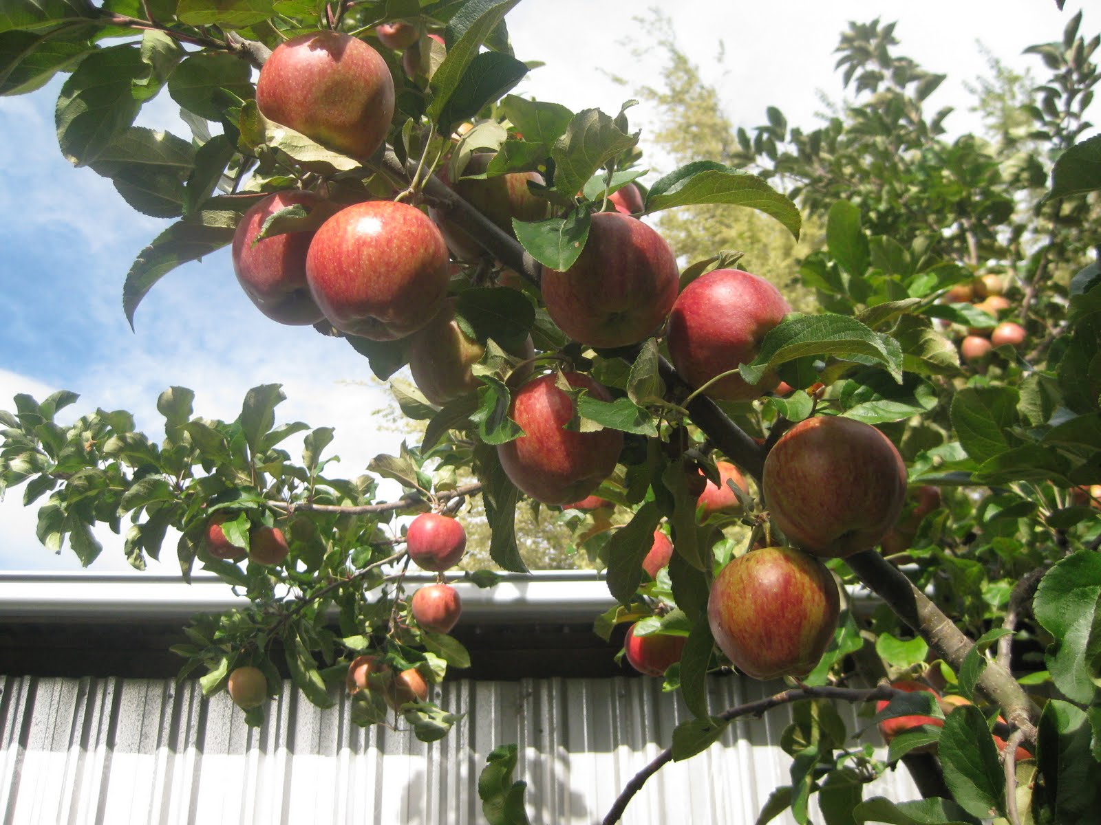 Polystyrene Garden Junkie: Open Garden Scheme: Two Tasmanian Gardens