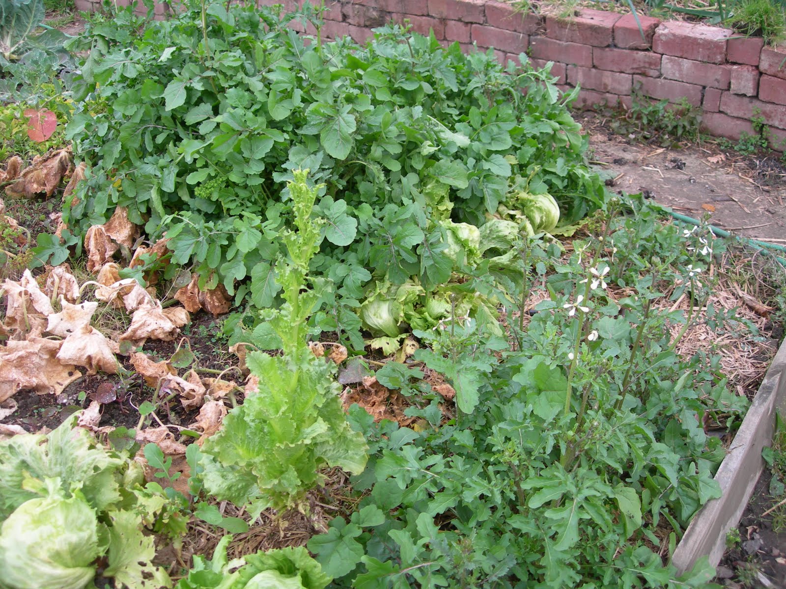 Polystyrene Garden Junkie: 2010