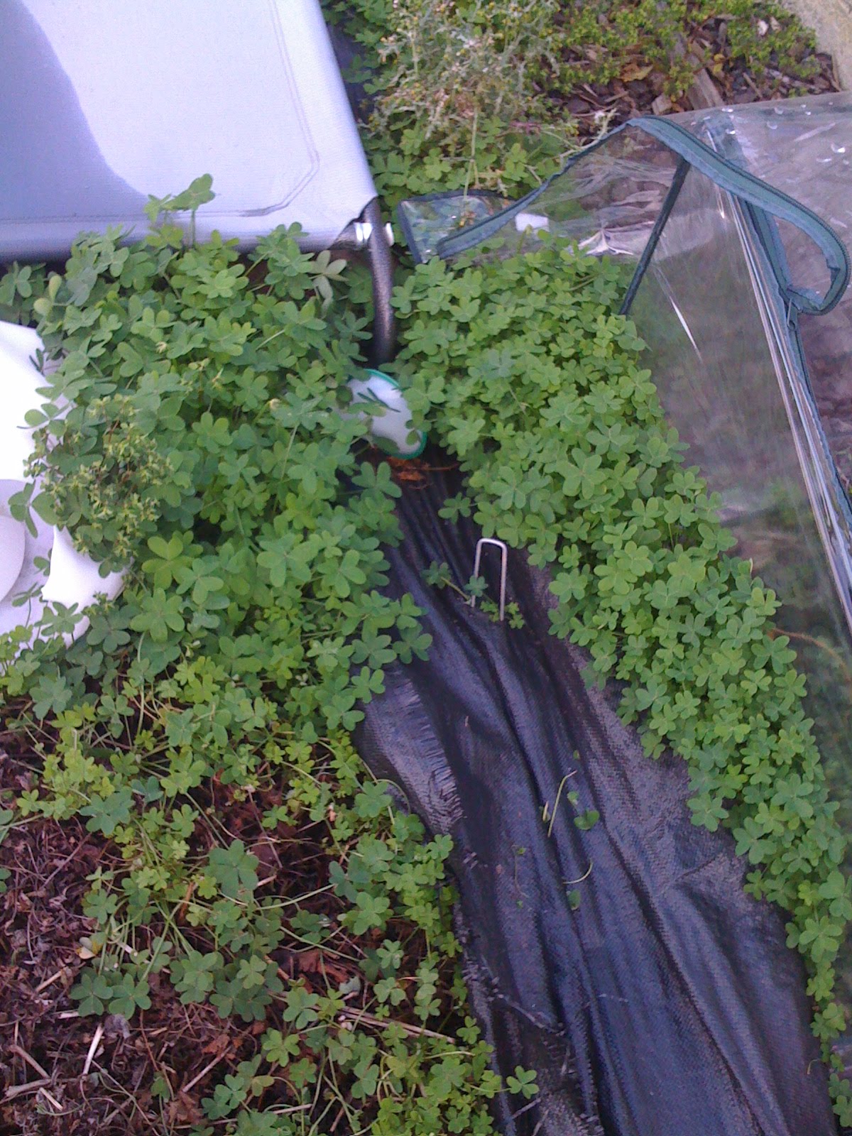 Polystyrene Garden Junkie: 2010