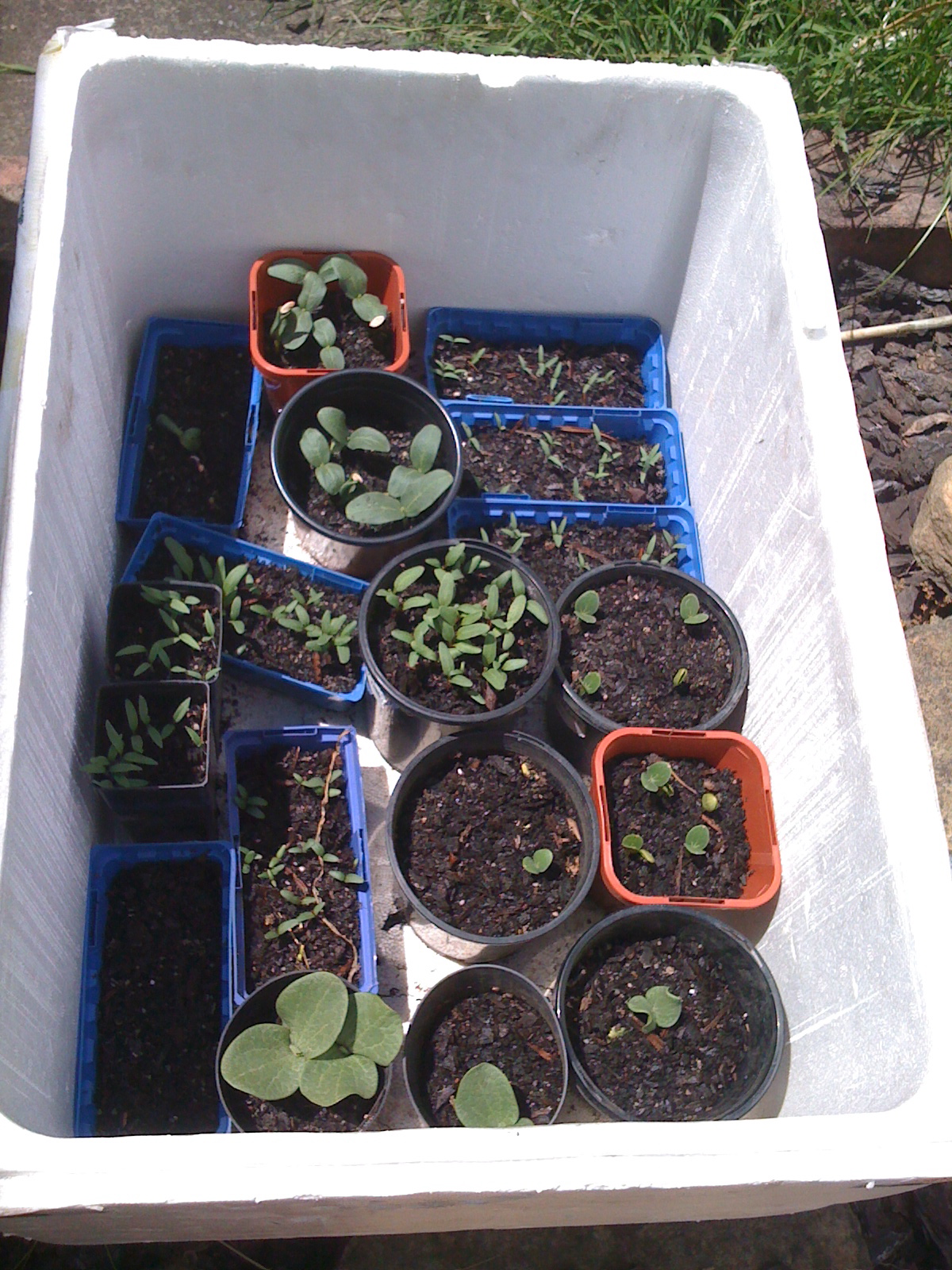 Polystyrene Garden Junkie: 2010