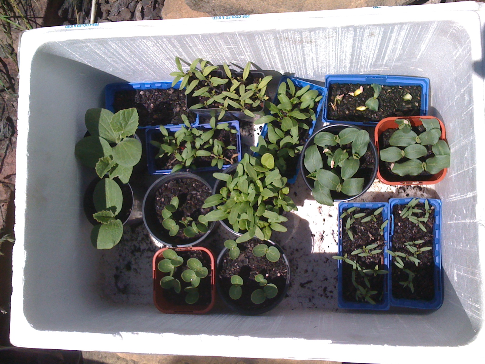 Polystyrene Garden Junkie: 2010