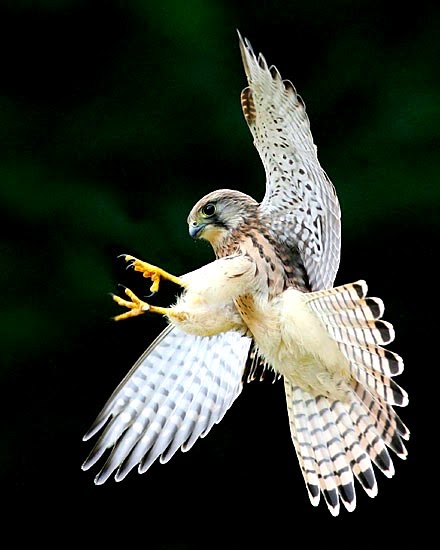 Salafi Aqeeda - THE FLAMING FALCON SWOOPING DOWN ON THE DISSENTERS OF ...