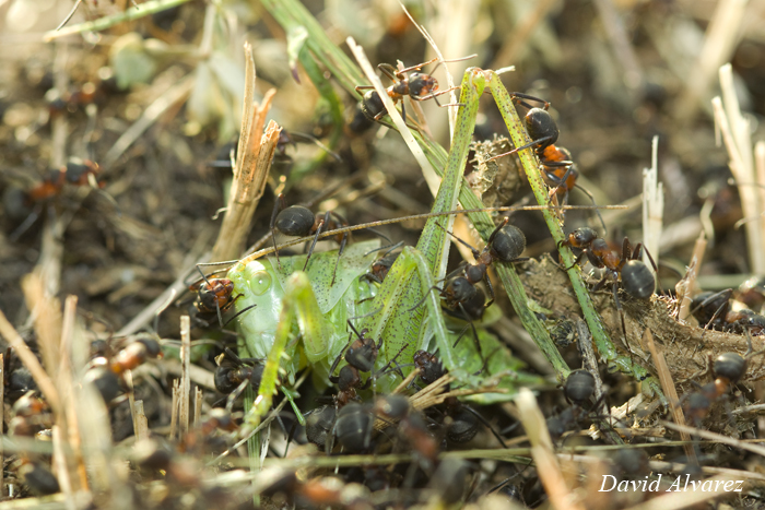 Naturaleza Cantábrica: Cuando ruge la marabunta
