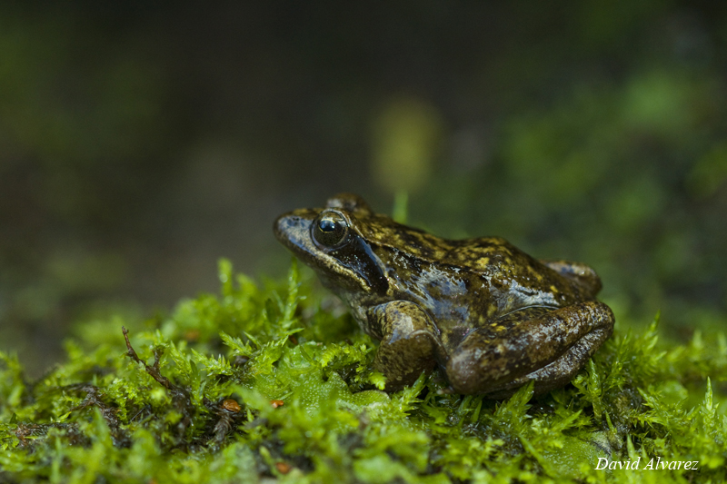 Naturaleza Cantábrica: Las ranas del arroyo