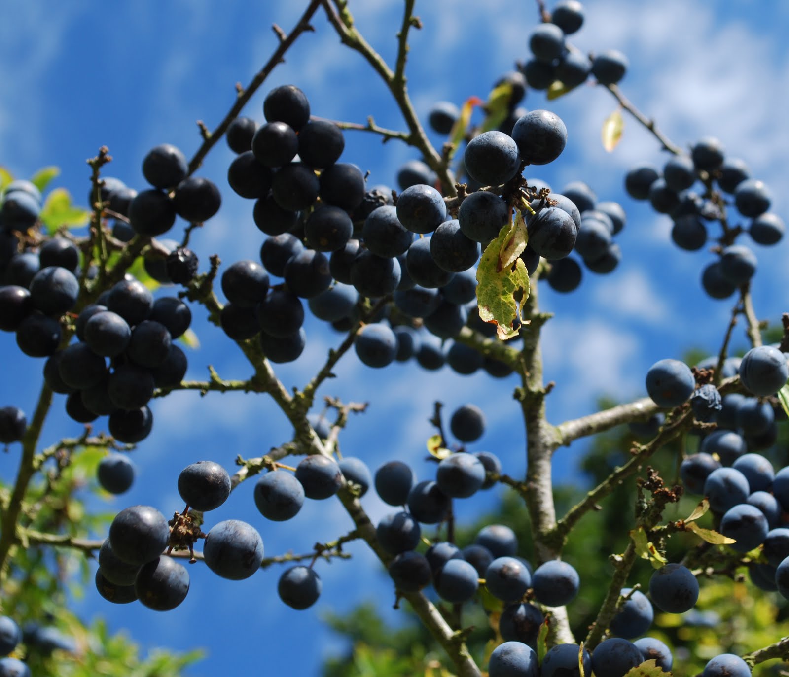 jillicious!: Sloe gin and damson brandy!