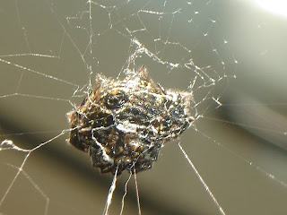 BIOLOGIA MARCOMINI: ARANHAS