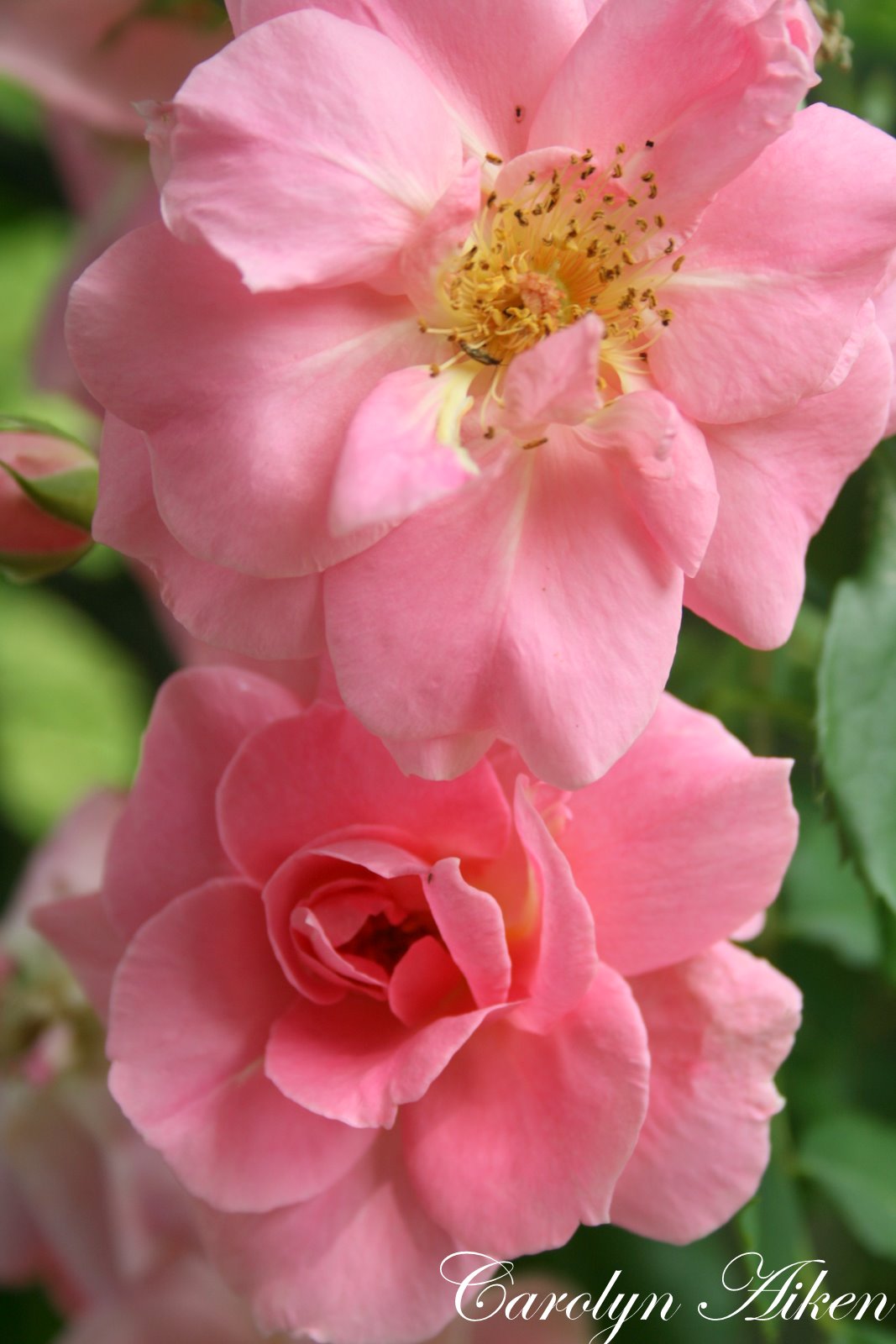 Aiken House & Gardens: Breakfast in the Terrace