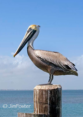 For Those of You Saying Pelicans Are Not Intimidating - Page 2 - RealGM