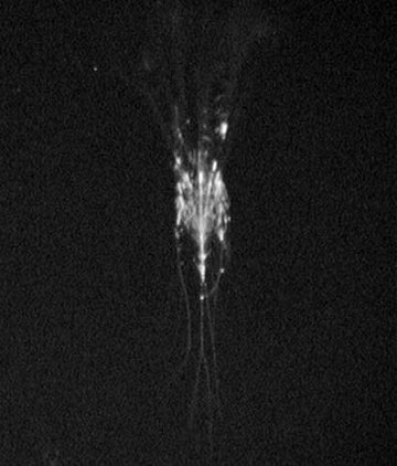 The unknown moon: "Sky Rod" "Sky Fish" "Sky Squid"