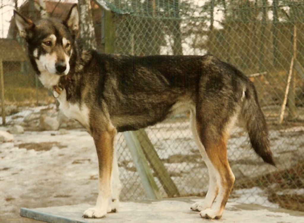 Vargvind siberian husky: Team Vacha Star "Grynna"