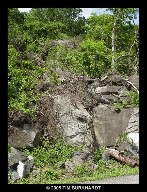 ARACNO HOBBY BRASIL: Brachypelma smithi.