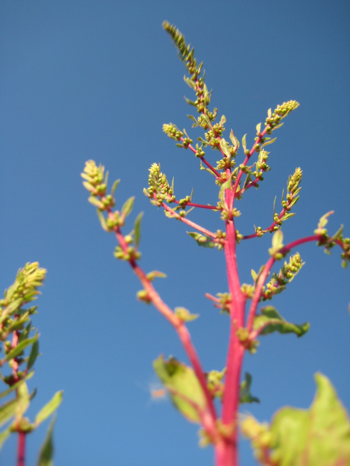 From Seed to Fruit: September 2010