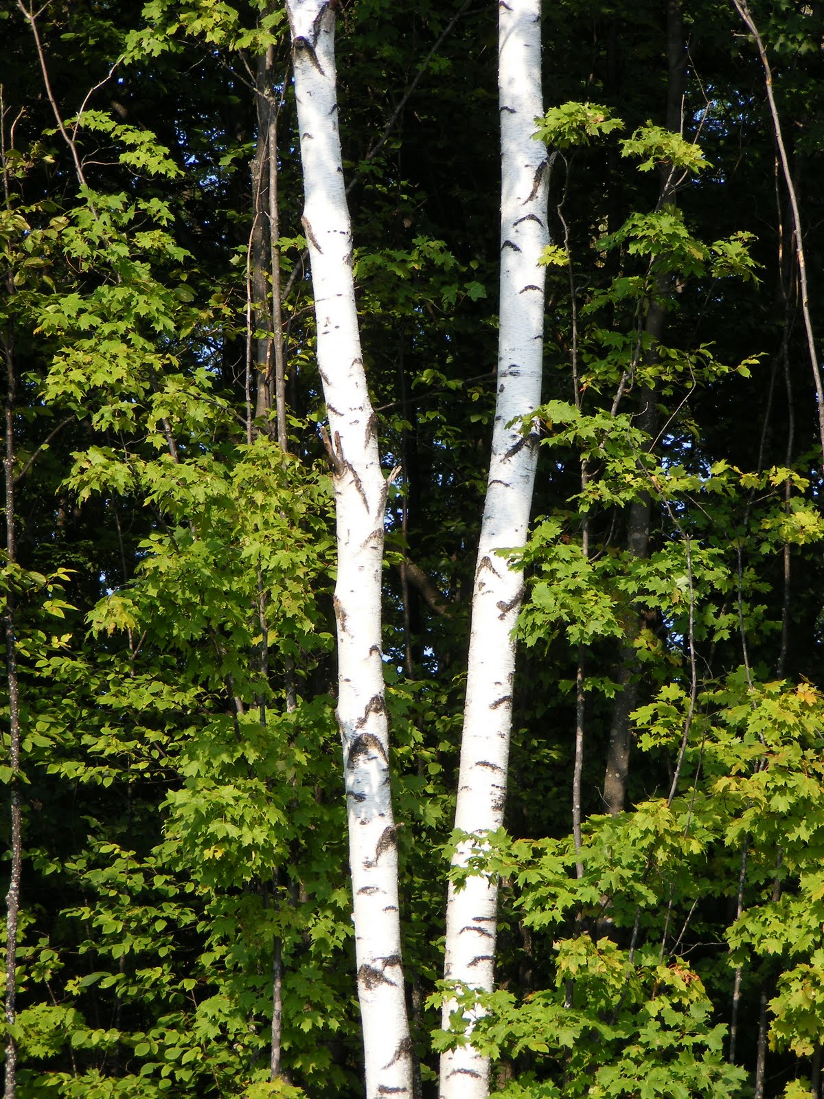 A Shot in the Light: Birch