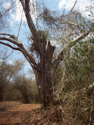 Desde la Península...y las inmediaciones de mi hamaca: El golpeador del ...