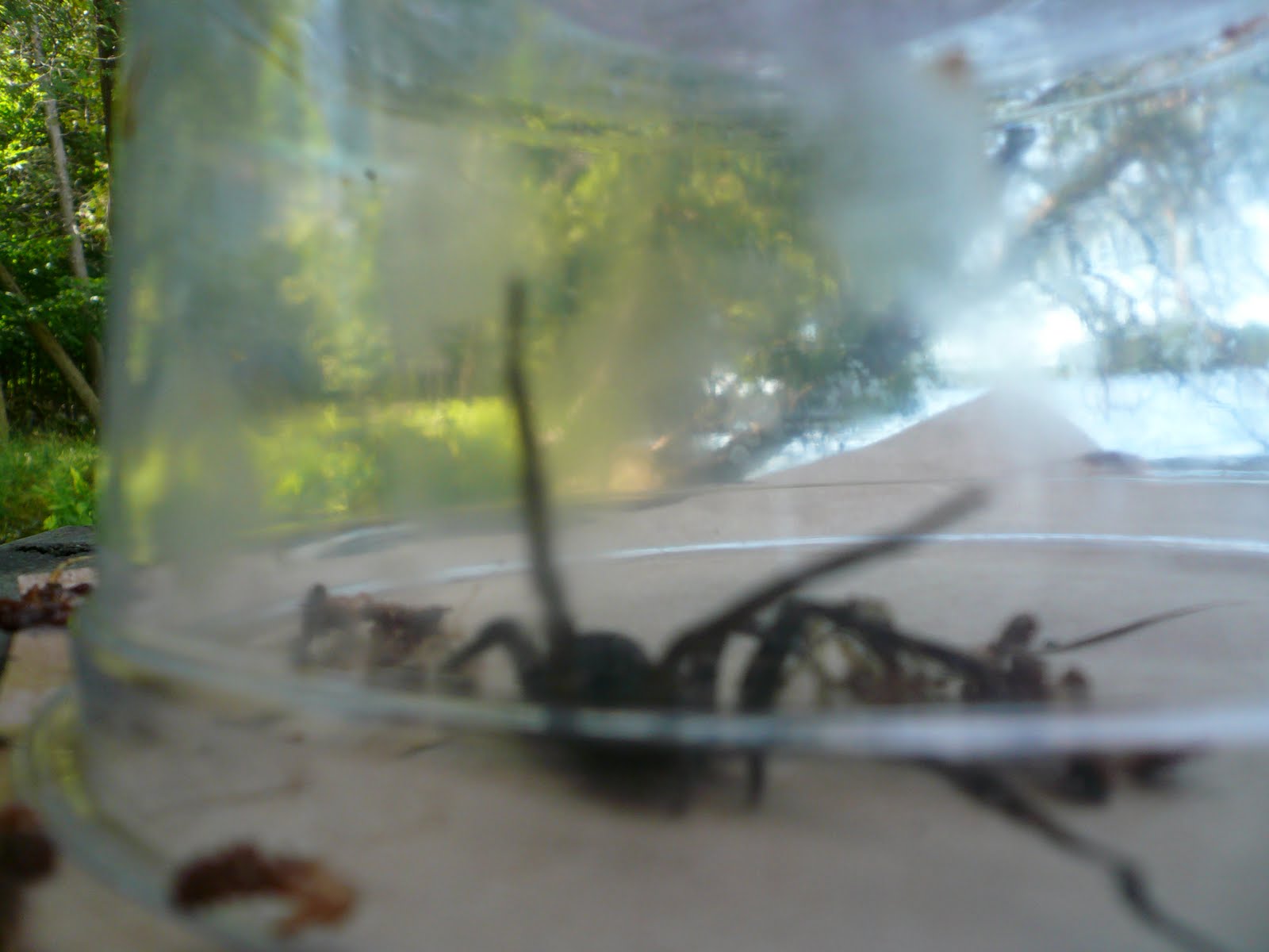 Musings on the Simple Life: The Meaning of Spiders