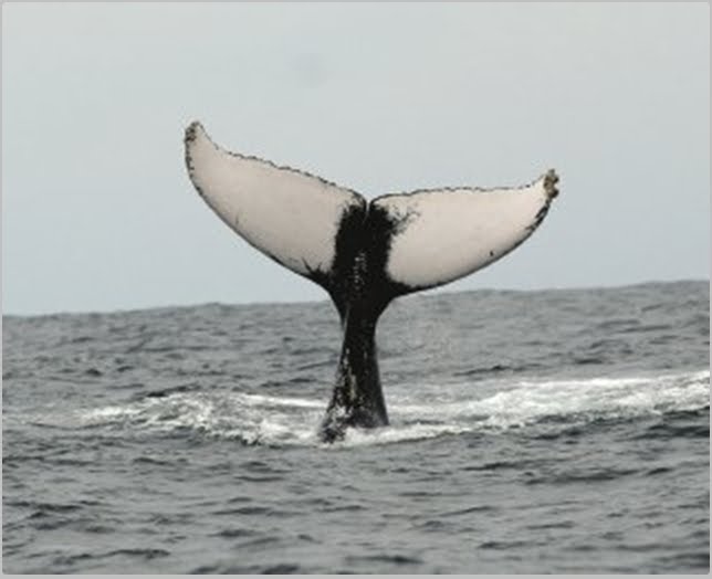 Relación entre la actividad turística y las áreas protegidas: ÁREAS ...