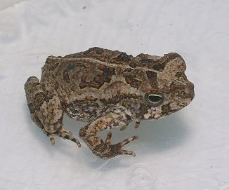 Essences of Photography: Cane Toads