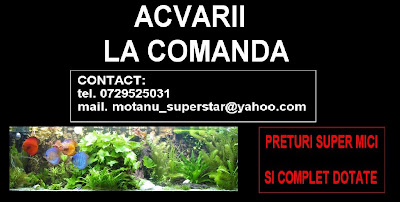 M I L E N I U M: Acvarii la comanda