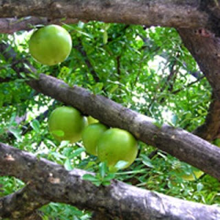 Cocibolca: El jícaro