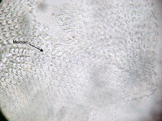 Freshwater Gastropods of North America: Malacological Mysteries I: The ...