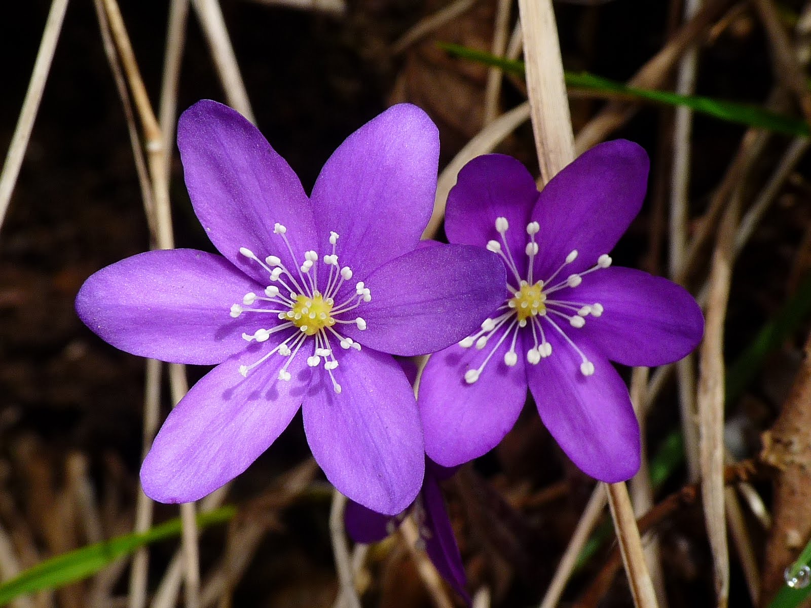 La fleur kitchen: Hepatica nobilis