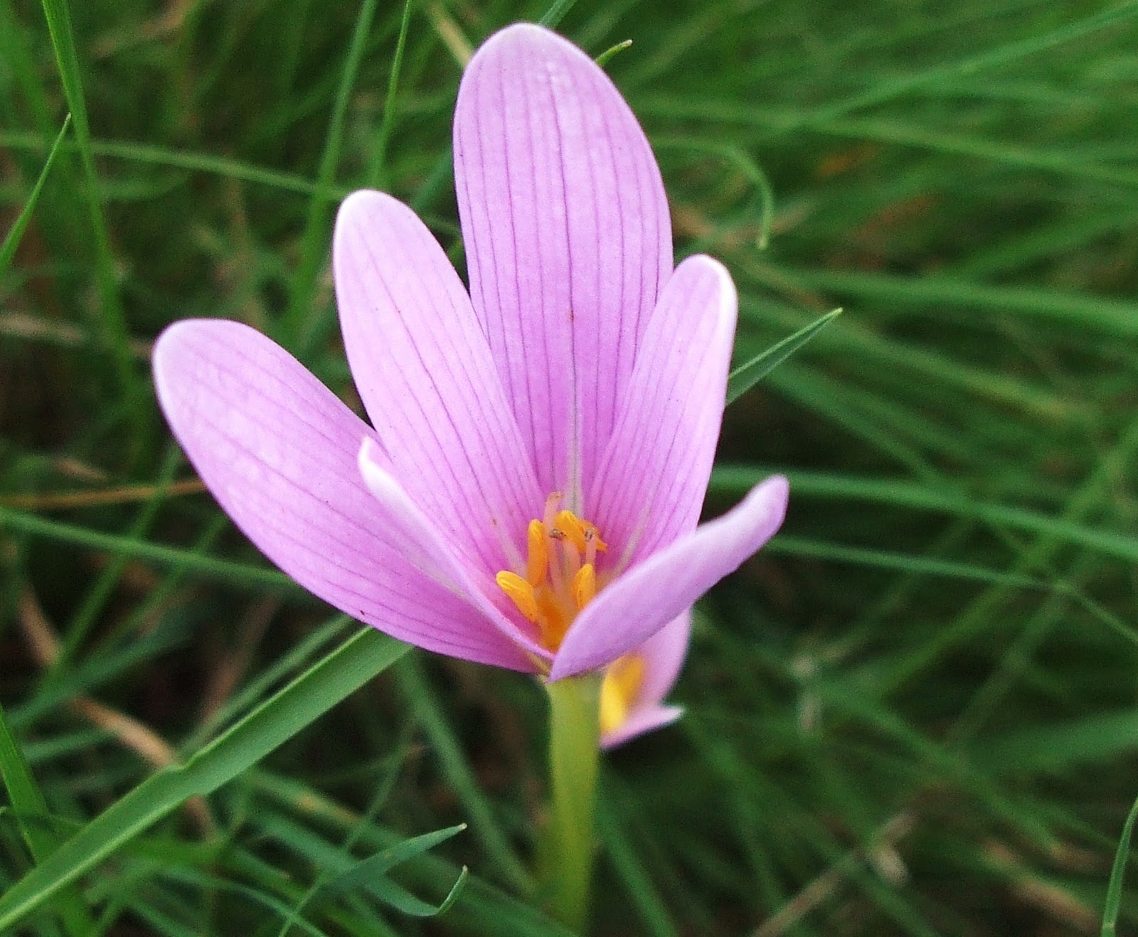 La fleur kitchen: Colchicum autumnale