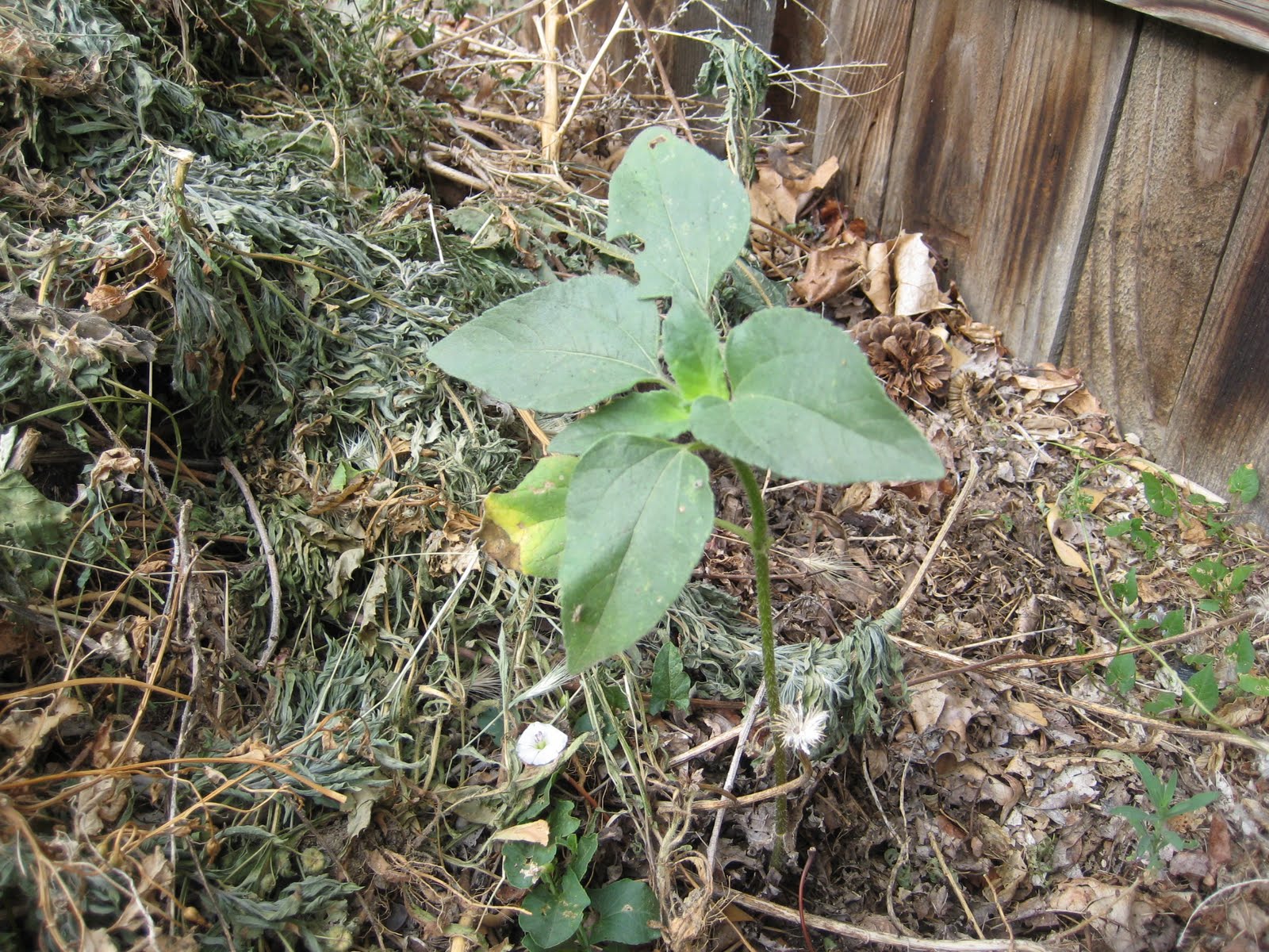 Gulliville: Edible 'weeds' in my yard.
