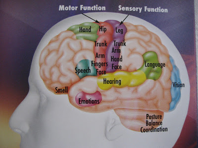 Babbling Night Nurse: Motor and Sensory Function Areas..