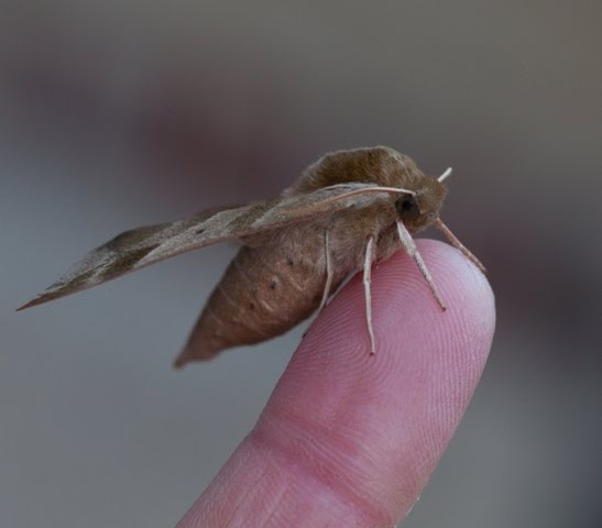 The Opulent Opossum: Virginia Creeper Sphinx Moth