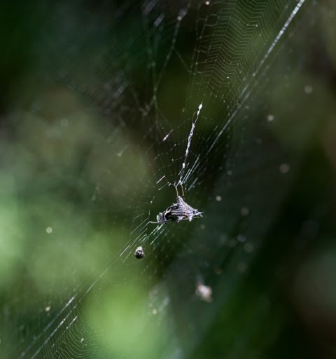 The Opulent Opossum: Micrathena gracilis: Heavy Metal Spider!