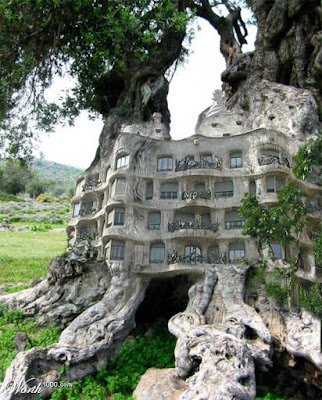 Bald Monkeys: Arborsculpture