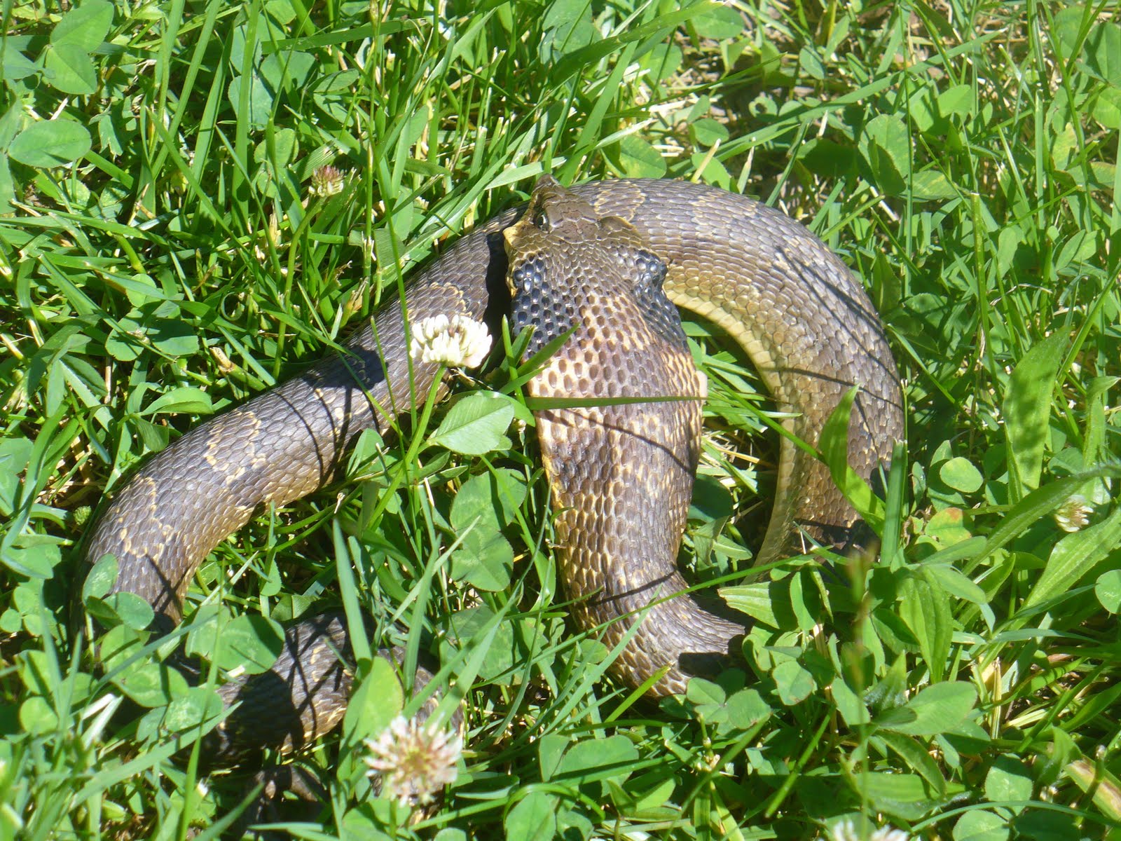Across the Creek Farm: Hognose snake