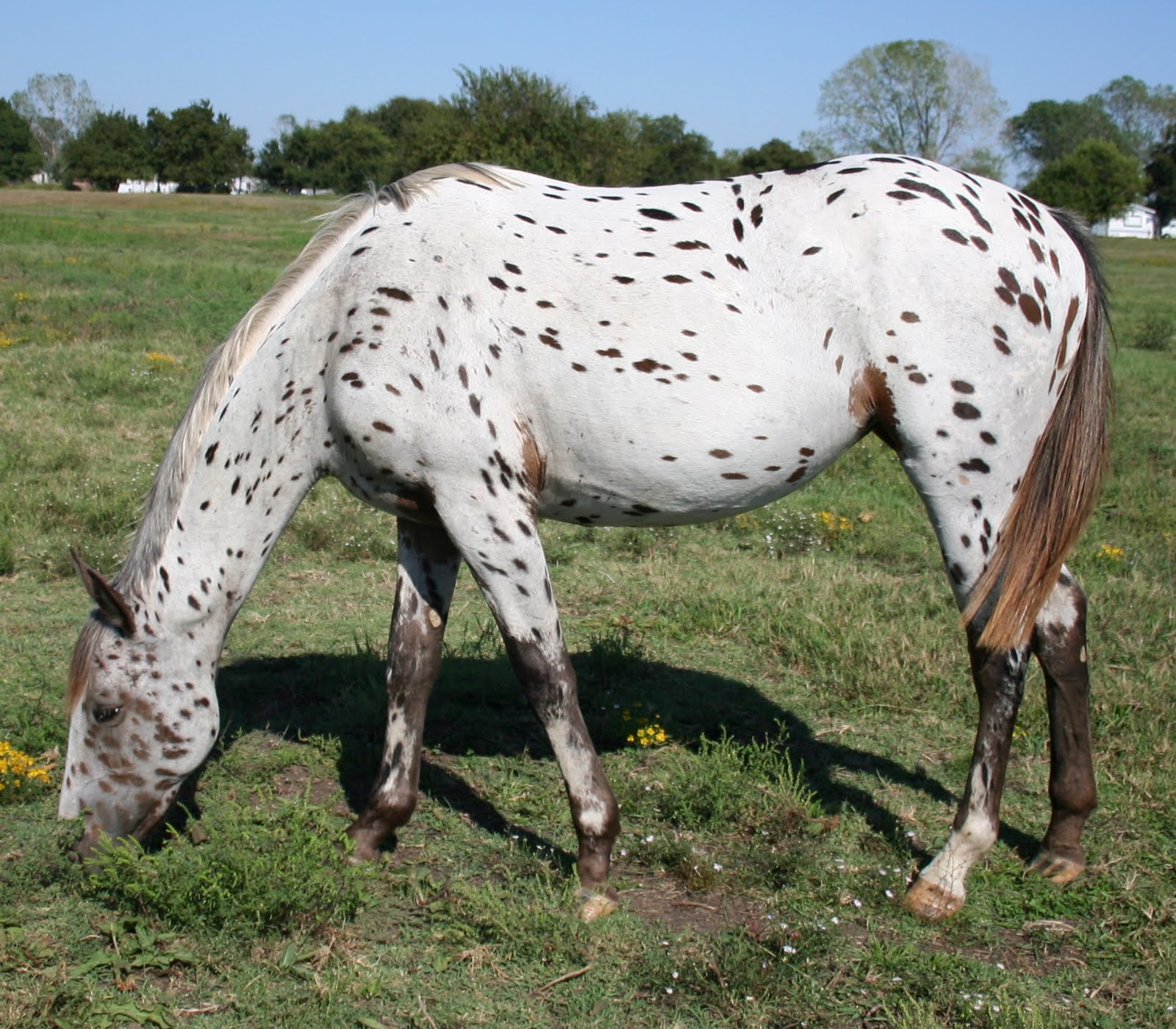 1000+ images about Leopard appaloosa on Pinterest