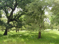 Harvey Wildlife Management Association: Post Oak Savannah or Post Oak ...