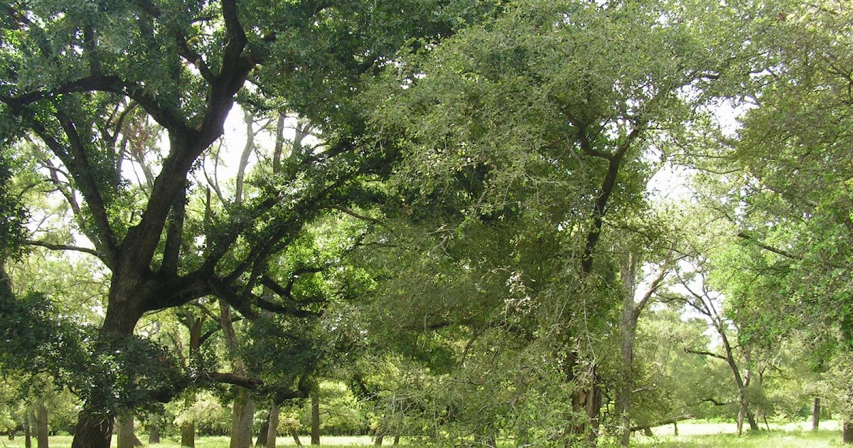 Harvey Wildlife Management Association: Post Oak Savannah or Post Oak ...