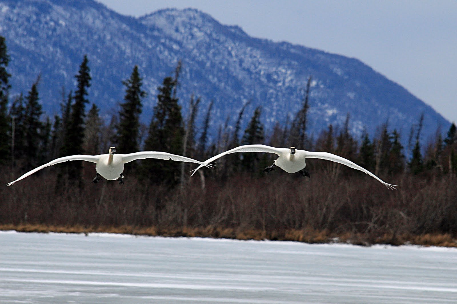 wandering about the earth
