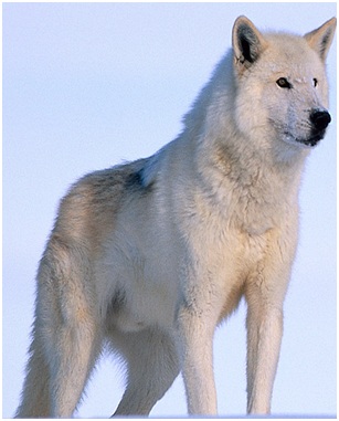 Fuente Agua de Vida: EL PERRO Y EL CONEJO