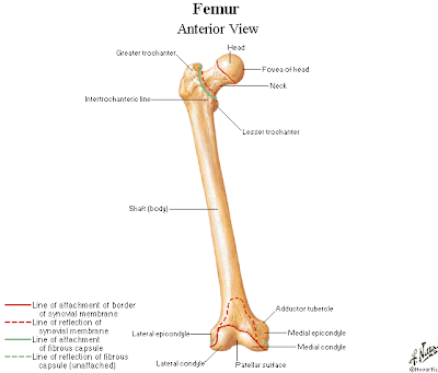 Gandhi Medical College: The Femur