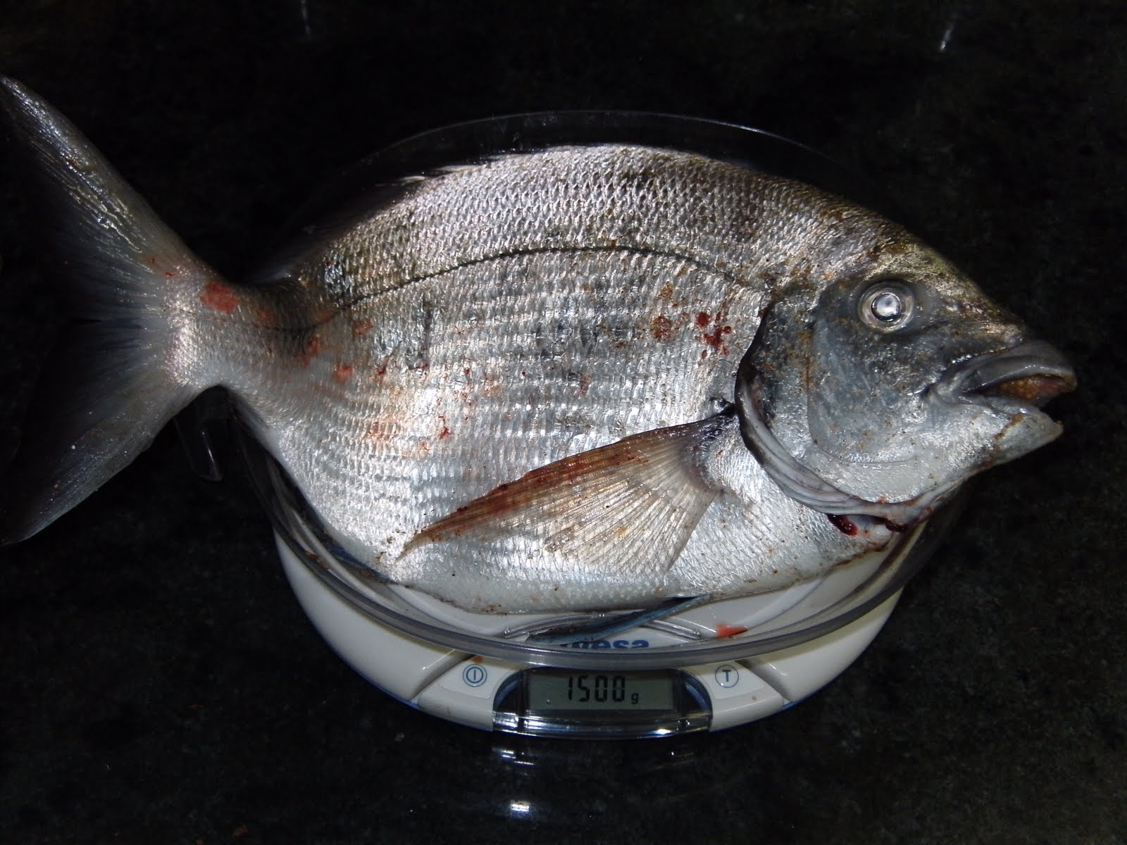 nutria & grampin: TOCA DE NOCHE