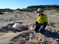 Recumbent Patience & Strawbale Home: Flatback Turtle Tagging - Barrow ...