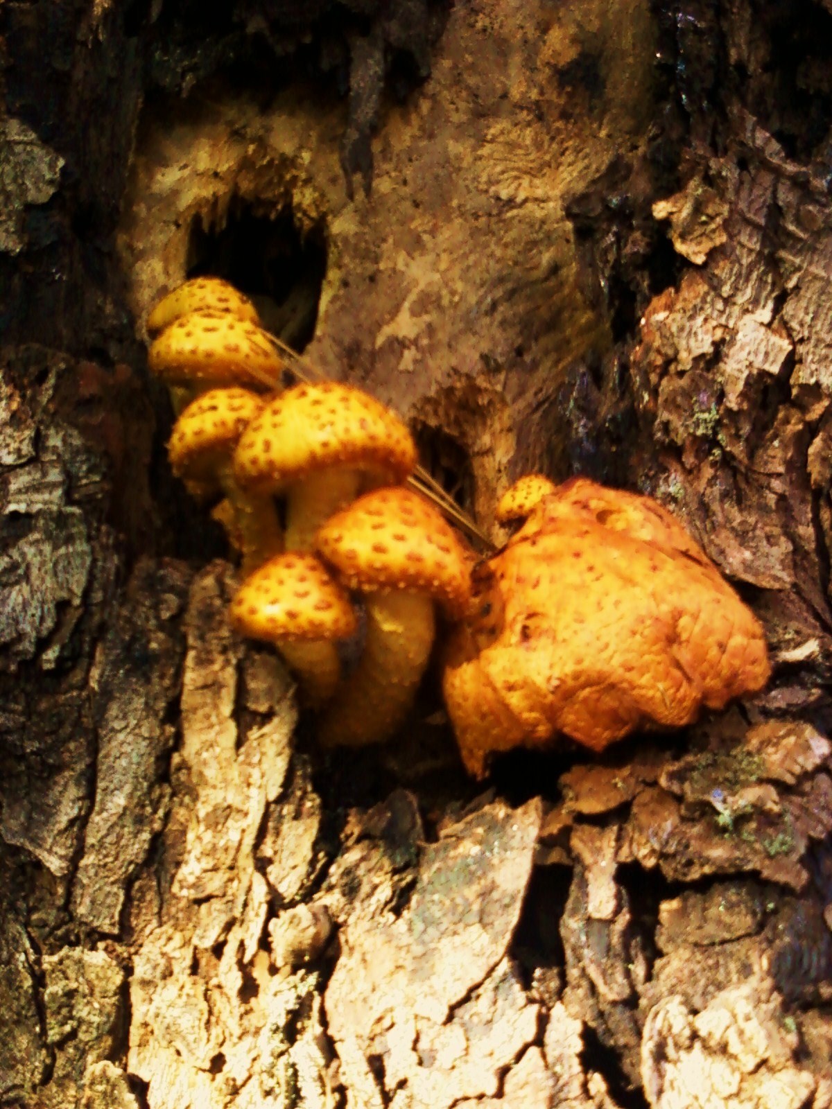 Musings of a Nature Sprite...: A SHORT MUSHROOM FAIRYTALE