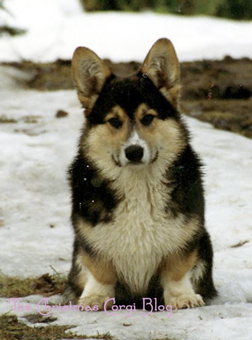 Cathy Santarsiero The Christmas Corgi: Celebrate Tasha Tudor Day with ...