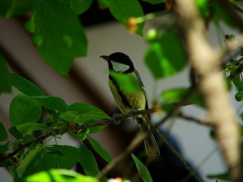 Linda -turmix: Móra Ferenc- A cinege cipője.