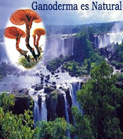 Ganoderma es DXN: 1 - Qué es Ganoderma Lucidum