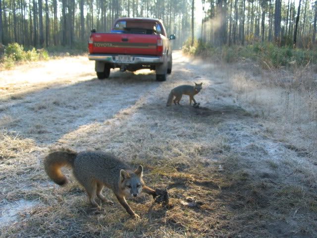 Trapping Supplies Review: Gray Fox Techniques