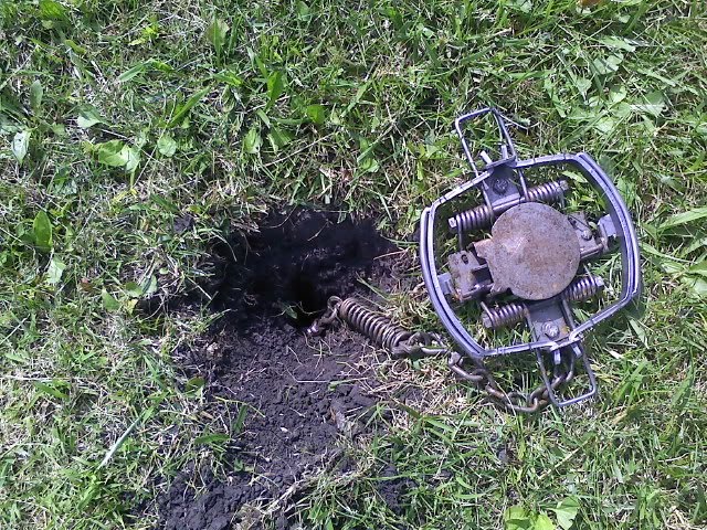 Trapping Supplies Review: An Effective Staking System